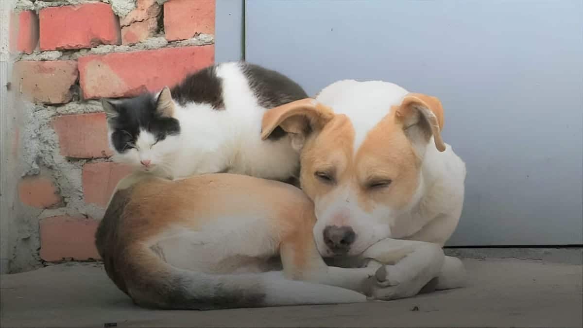 6 conseils pour aider les chiens et les chats à bien s'entendre 6 conseils pour aider les chiens et les chats à bien s'entendre